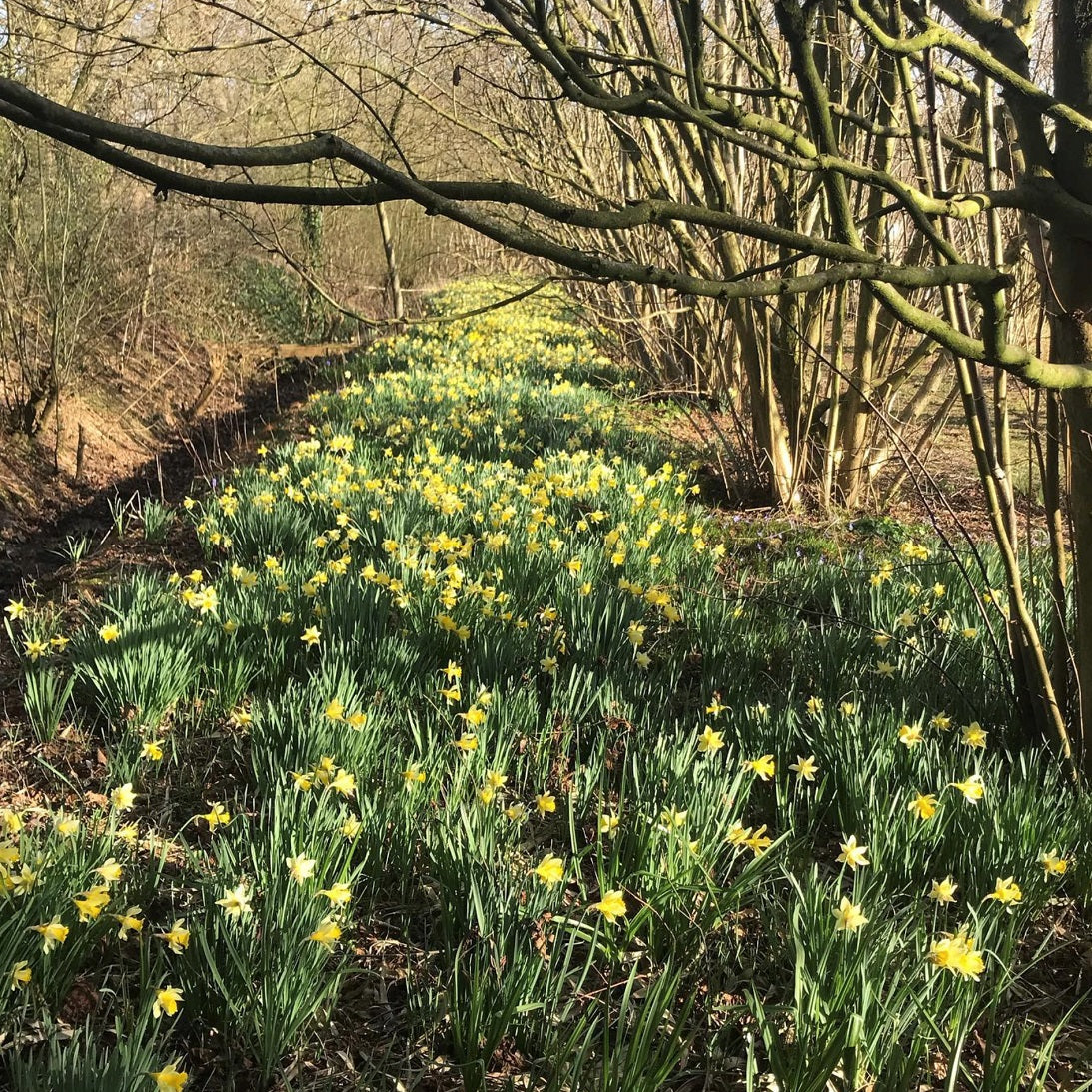 Wilde narcis – De Tuinen van Weldadigheid