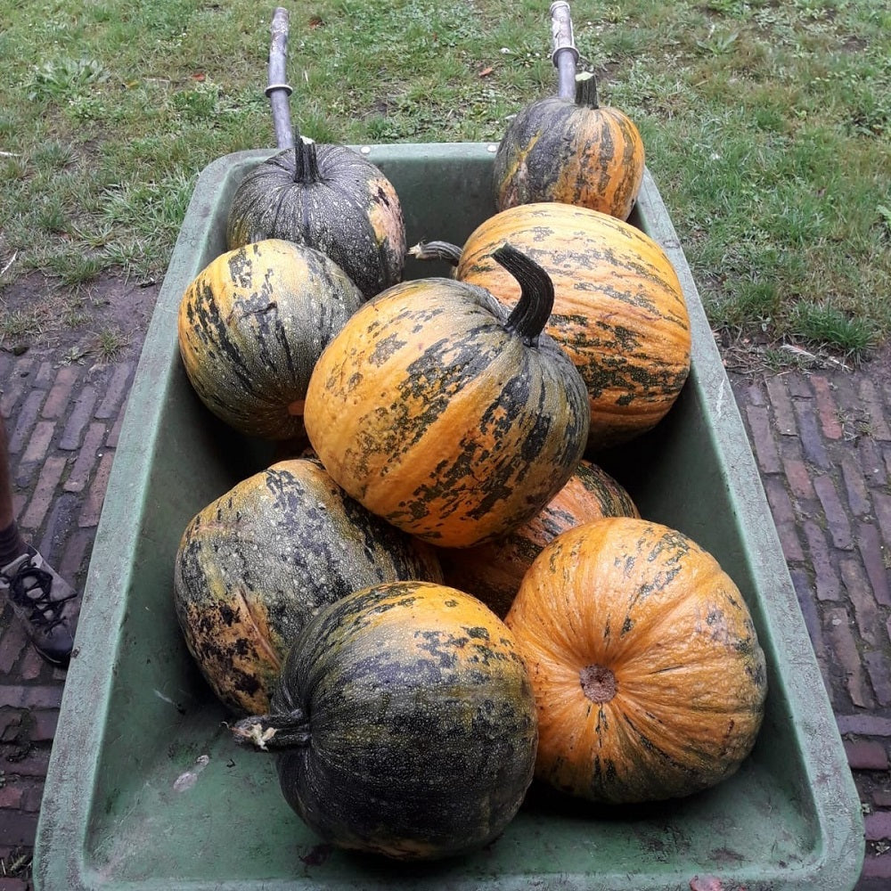 Naaktzadige pompoen Eso (Cucurbita maxima) – De Tuinen van Weldadigheid