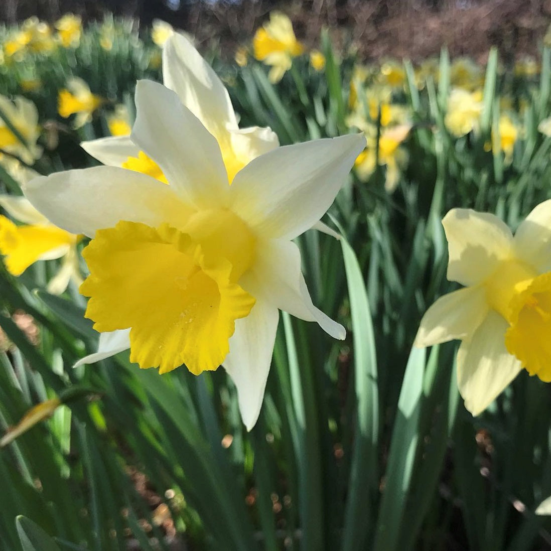 Wilde narcis – De Tuinen van Weldadigheid