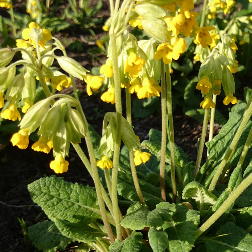 Gulden Sleutelbloem (Primula veris) – De Tuinen van Weldadigheid