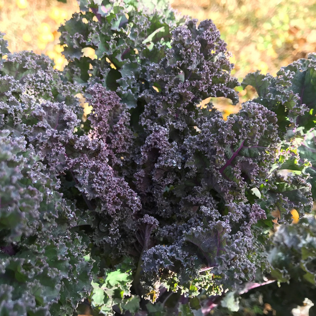 Boukje (boerenkool) – De Tuinen van Weldadigheid