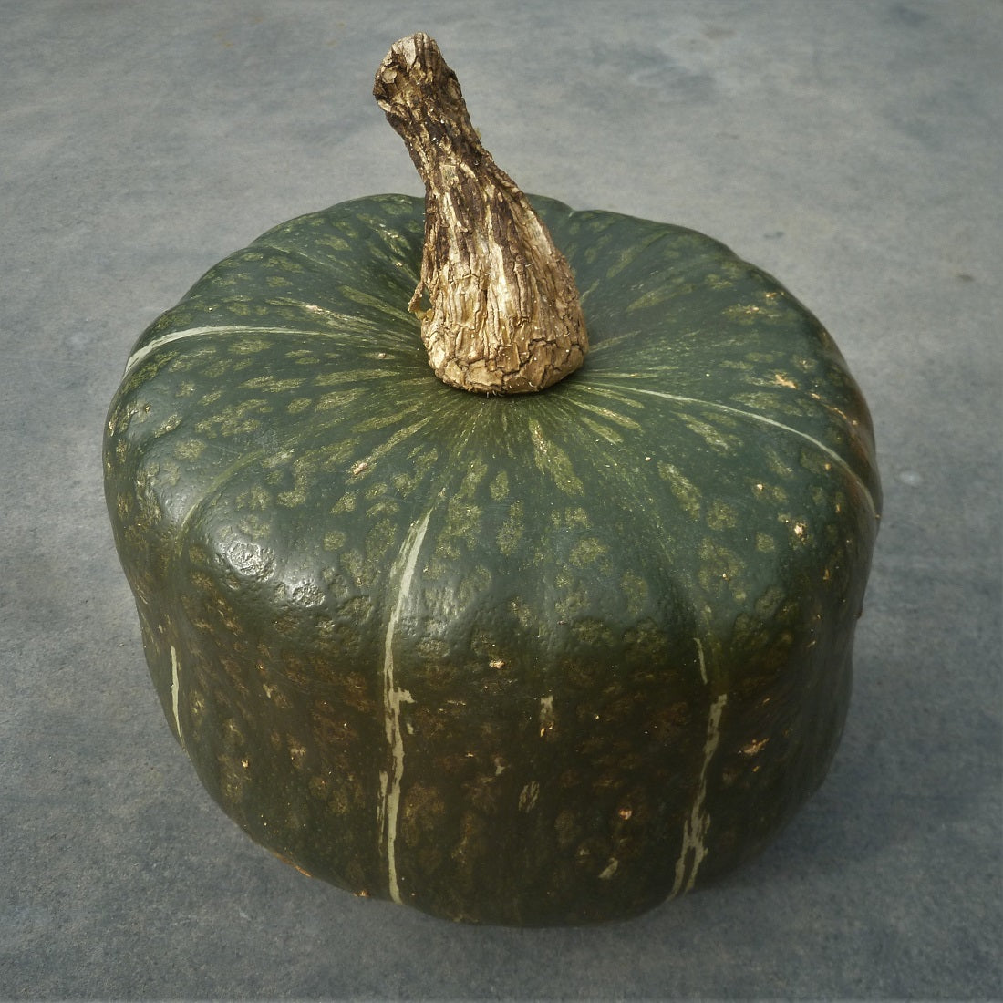 Buttercup (Cucurbita maxima) – De Tuinen van Weldadigheid