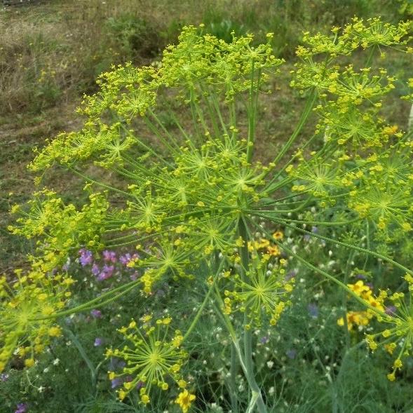 Dille (Anethum graveolens) kopen? - De Tuinen van Weldadigheid – De ...