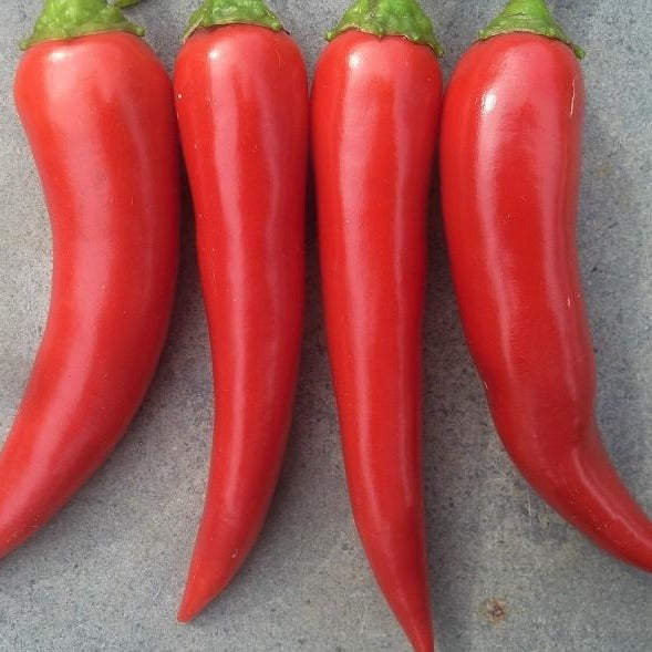 Lombok Nr 2 Peper (Capsicum annuum) kopen? - De Tuinen van Weldadigheid ...