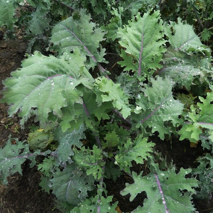 Russische Bladkool kopen? - De Tuinen van Weldadigheid – De Tuinen van ...