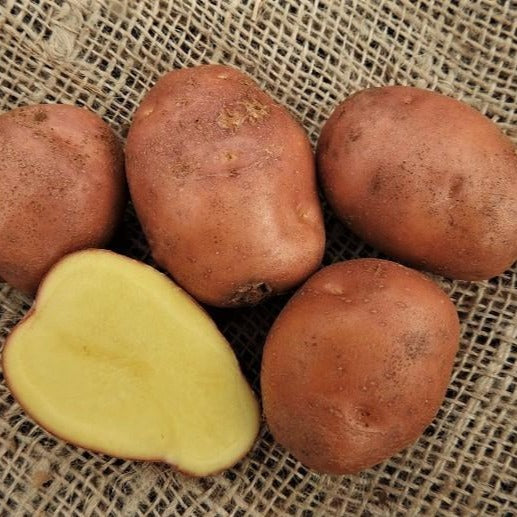 Rode Star Aardappel kopen? - De Tuinen van Weldadigheid – De Tuinen van ...