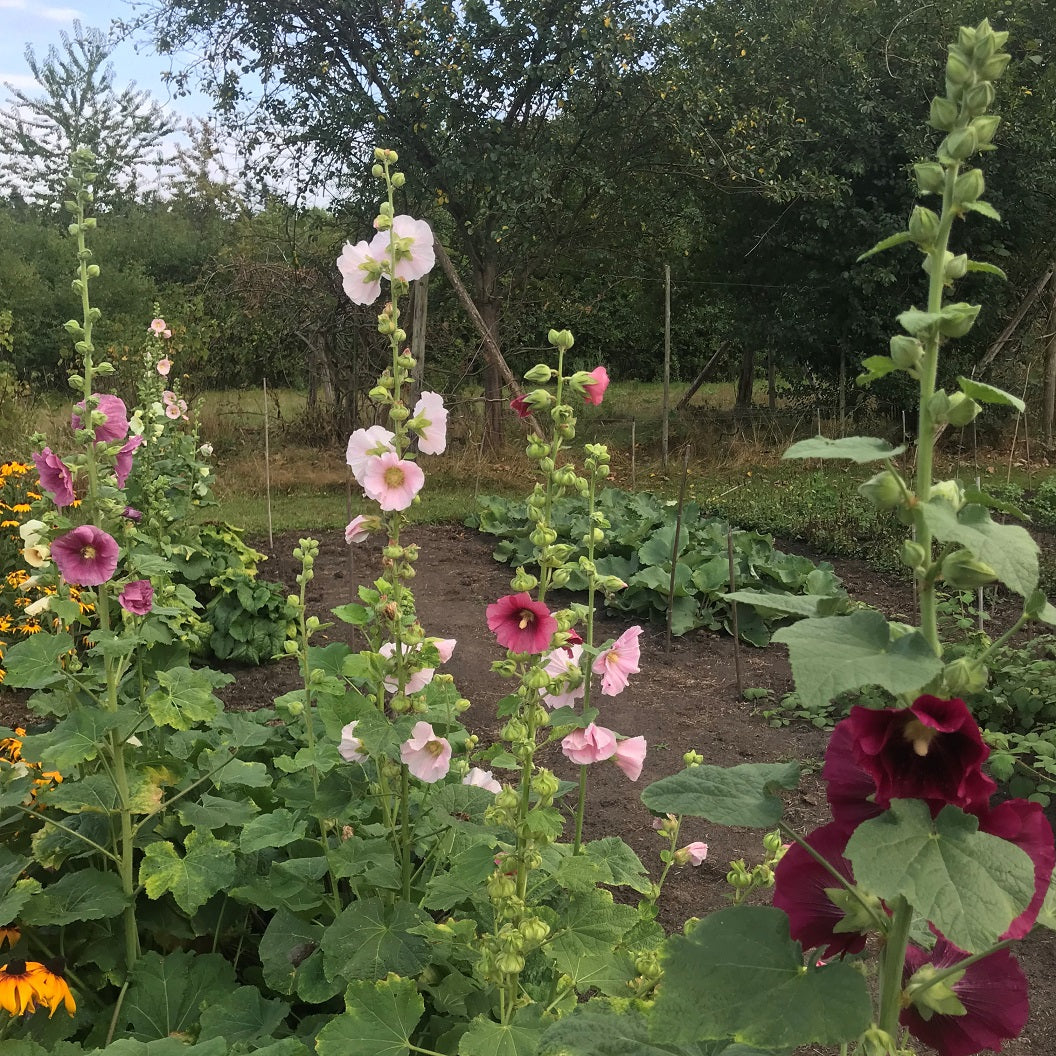 Stokroos mix (Alcea rosea) – De Tuinen van Weldadigheid